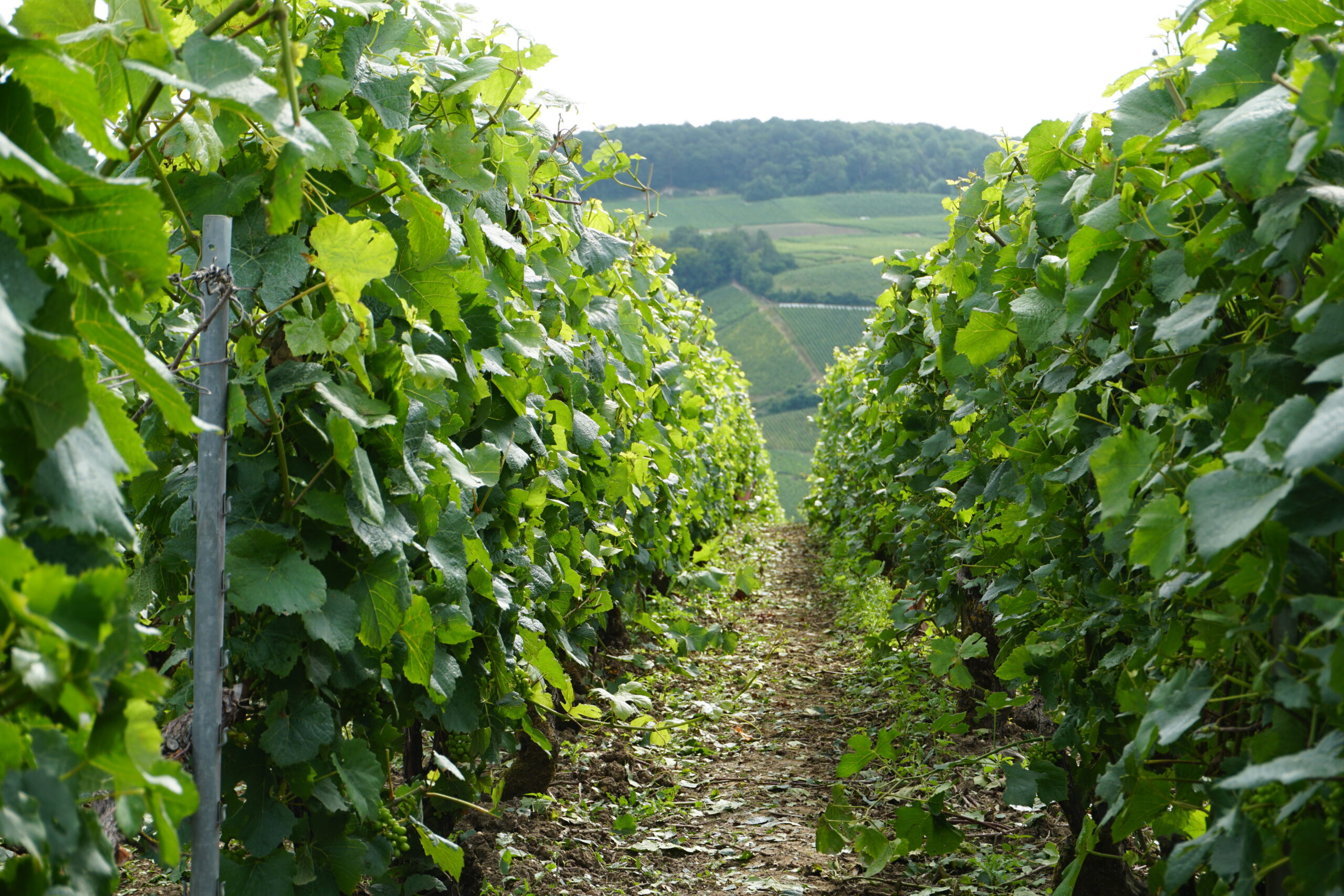 About Us - Vino Veritas